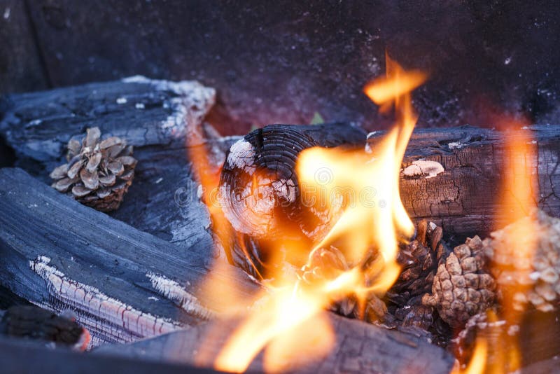 Fire in Nature . Bonfire in the Forest Closeup Stock Photo - Image of ...