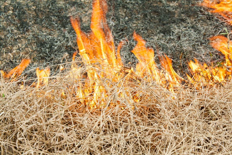 The Fire on the Nature - Burns a Grass in the Field Stock Photo - Image ...