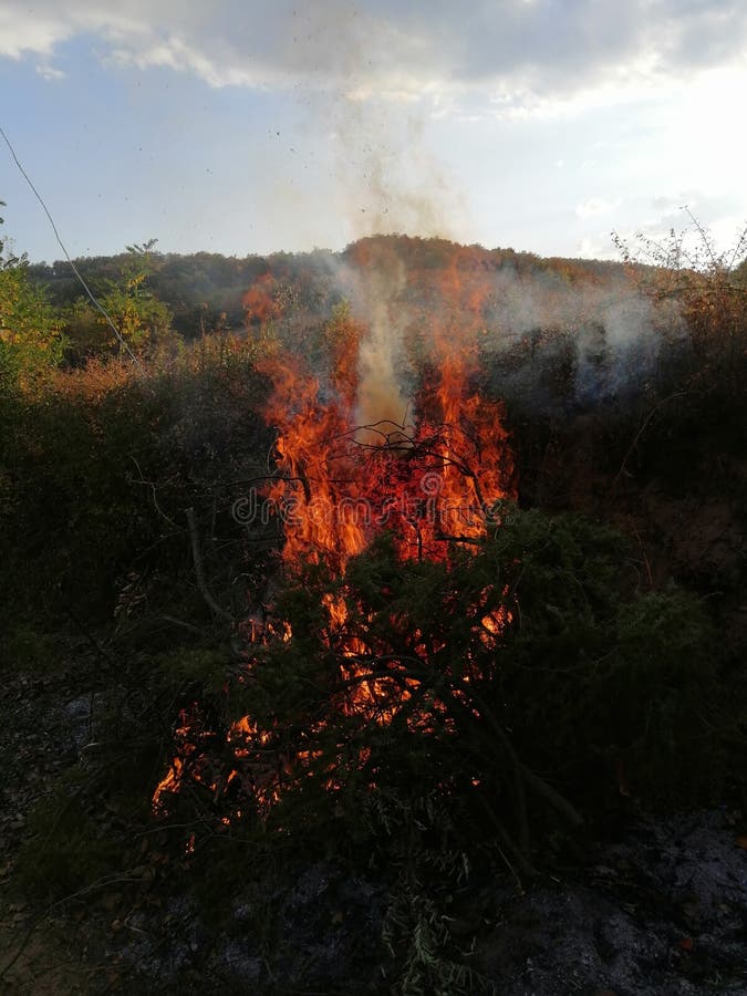 Fire in nature stock image. Image of forest, ozon, nature - 162159919