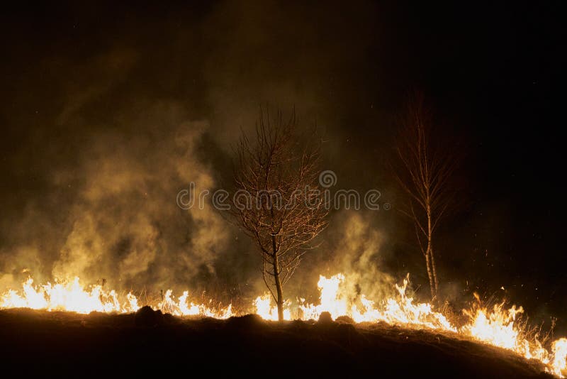 Fire at Night Forest,natural Disaster Burns at Night Stock Image ...