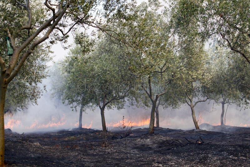Fire in olive grove stock photo. Image of grove, olive - 68162608