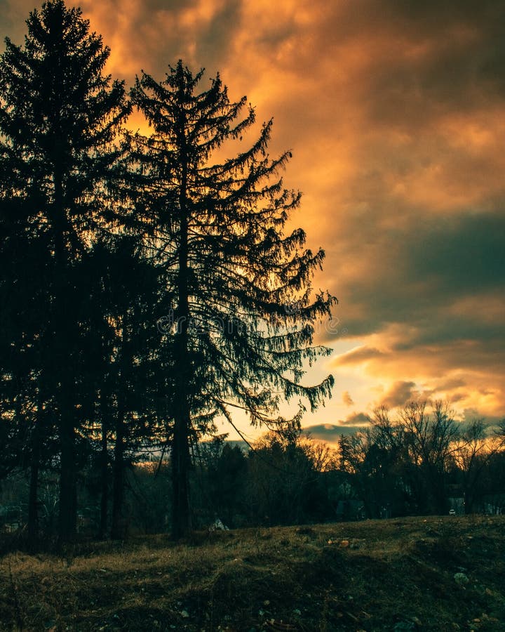 A Fire Orange Sky with Silhouetted Trees Stock Photo - Image of light ...