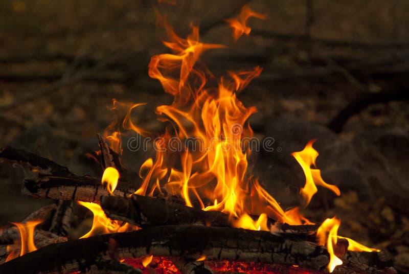 Fire outdoor 1 stock photo. Image of trees, burn, outdoor - 41207322