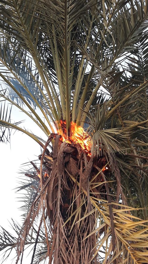 The fire in palm tree stock image. Image of palm, branch - 258148711