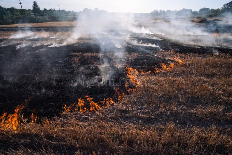 Fire, People Burning Old Grass in the Field Stock Photo - Image of ...