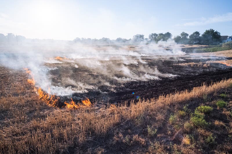 Fire, People Burning Old Grass in the Field Stock Image - Image of ...
