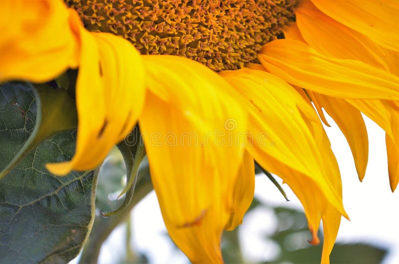Fire petals of sunflower stock image. Image of sunflower - 120834727