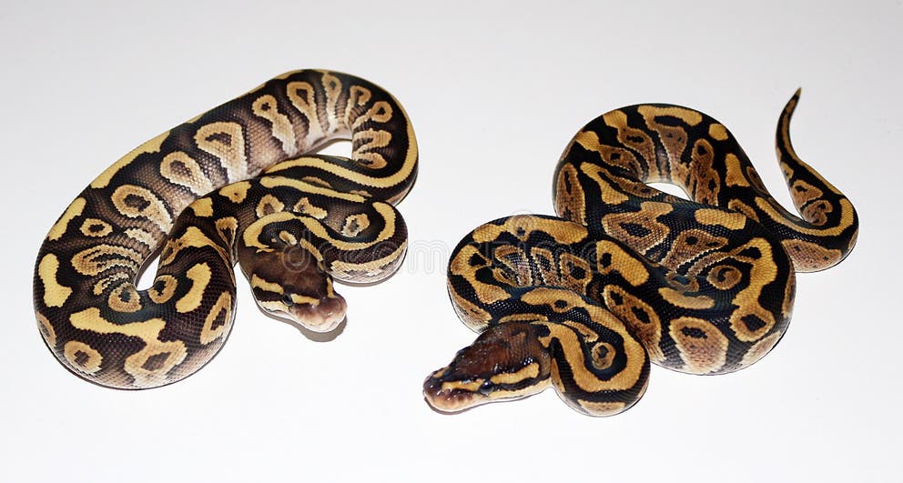 Fire Phantom and Fire Royal Python Stock Photo - Image of python, royal ...