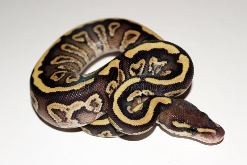 Fire Phantom Royal Python Hatchling Stock Photos - Free & Royalty-Free ...