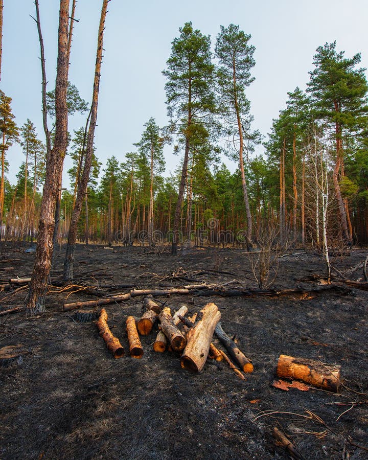 Fire in a pine forest stock image. Image of tree, environmental - 53912005