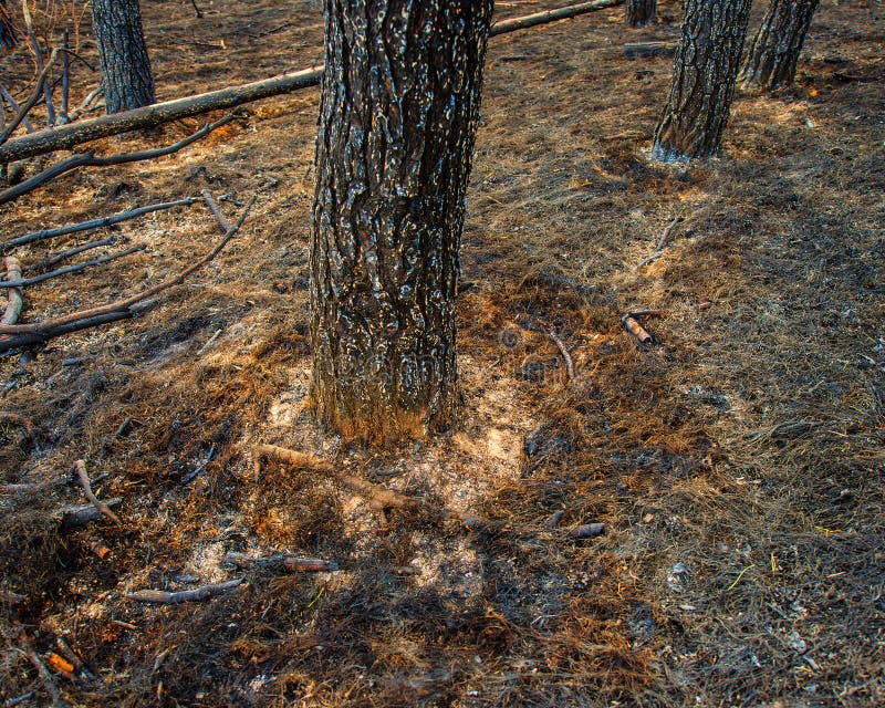 Fire in a pine forest stock photo. Image of ecology, blaze - 53915144