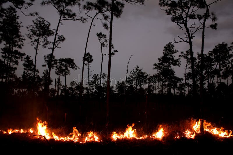 A Fire in a Pine Forest stock image. Image of landscape - 93730225