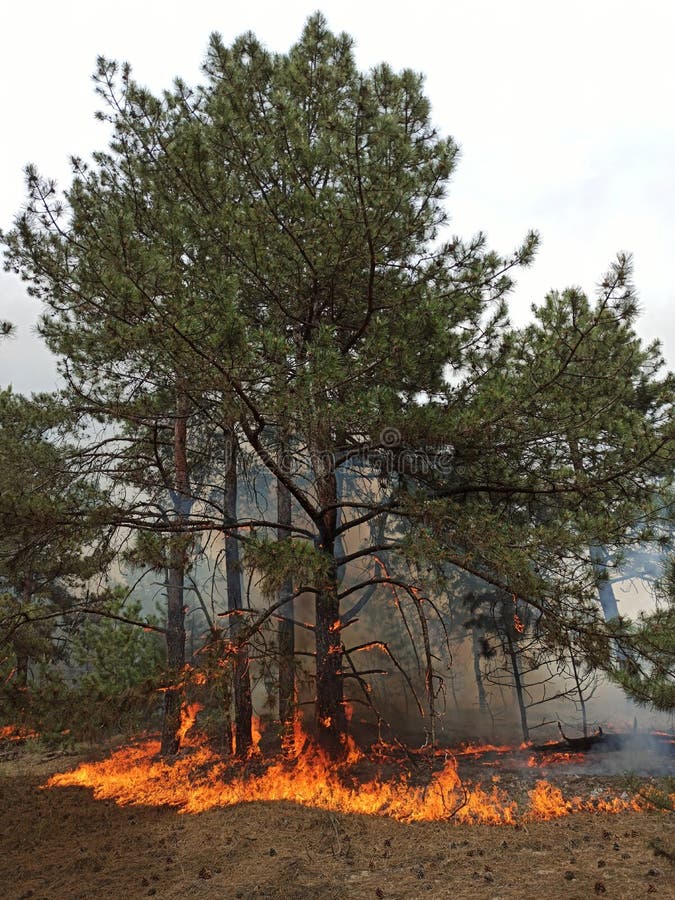 Fire in a Pine Forest. Trees in Flames and a Lot of Smoke Stock Photo ...