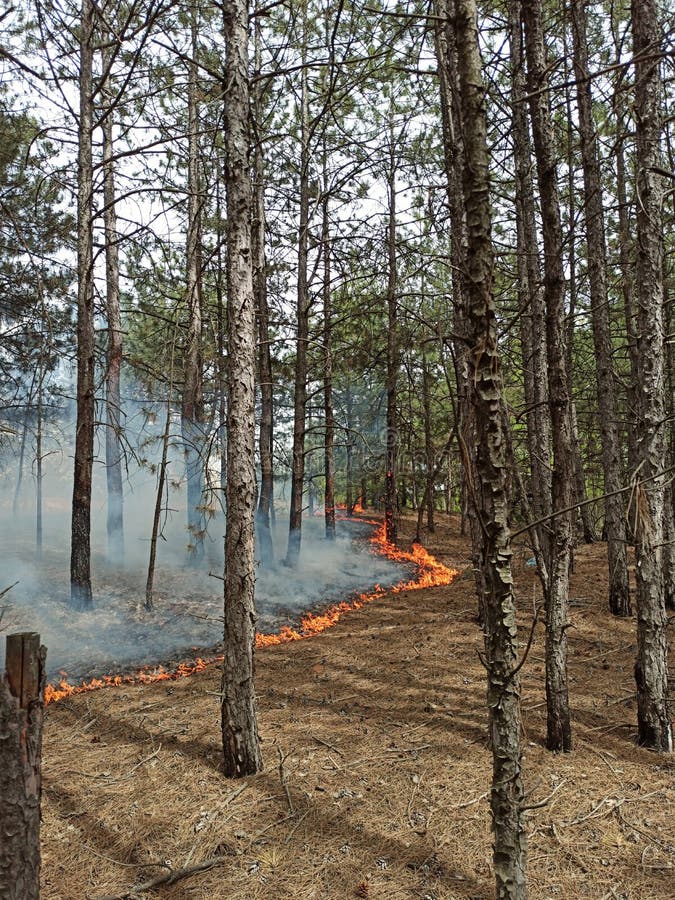 Fire in a Pine Forest. Trees in Flames and a Lot of Smoke Stock Photo ...