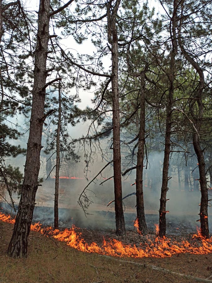 Fire in a Pine Forest. Trees in Flames and a Lot of Smoke Stock Image ...