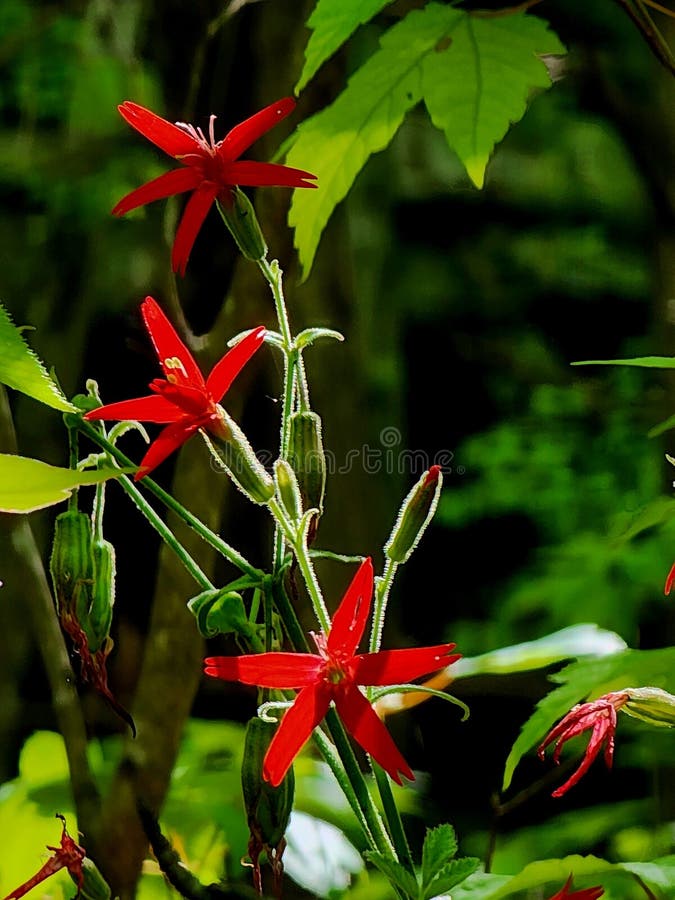 Fire Pink Flower Nature Art Abstract Scenic Spring Stock Photo - Image ...