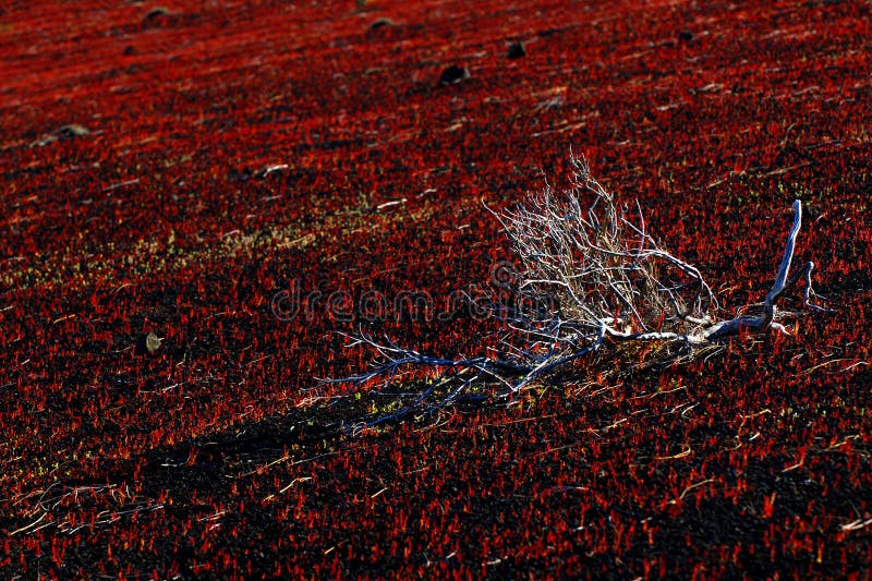 Fire plant stock image. Image of bright, fire, island - 26118671