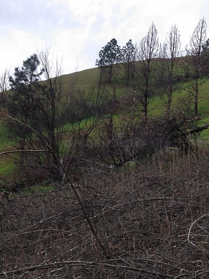 Fire practice area stock image. Image of practice, trees - 176958955