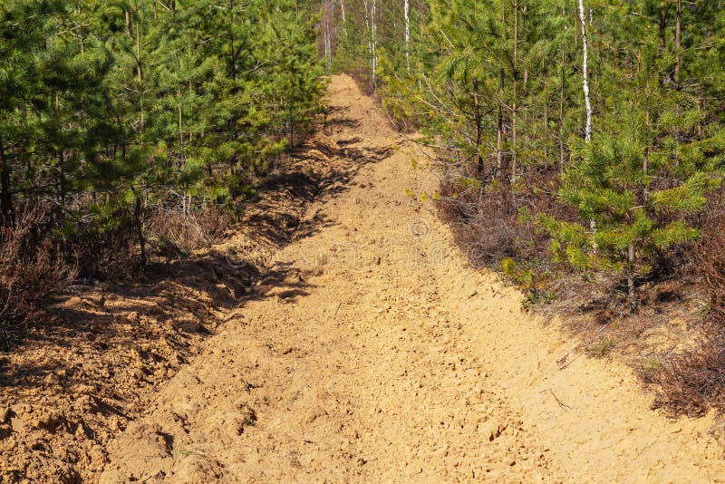 Fire Protection Strip in the Pine Forest Stock Photo - Image of green ...