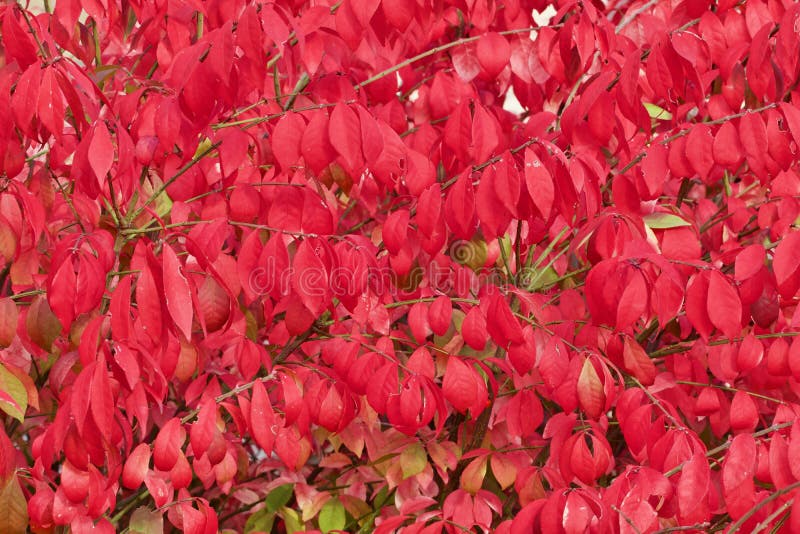Fire Red Autumn Leaves stock image. Image of outdoor - 146479485