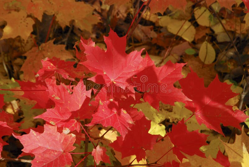 Fire red leaves stock image. Image of leaf, november - 47325231