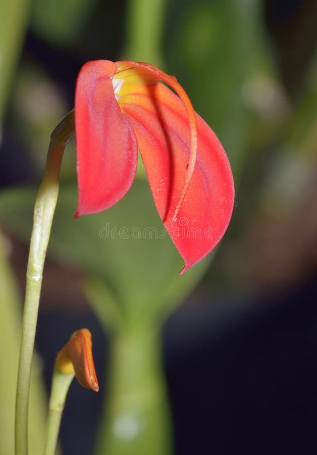 Fire-Red Masdevallia Orchid Stock Photo - Image of yellow, flower: 75403948