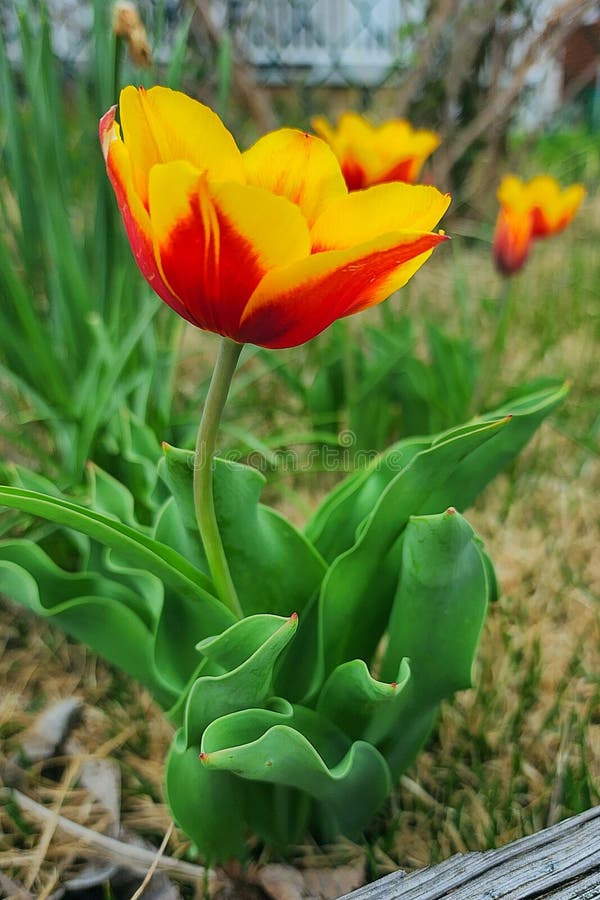 Fire Red & Orange Tulip Stock Image - Image of blossom, lily: 246133889