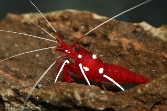 Fire Red Shrimp Nemo stock image. Image of pets, cleaner - 1939275
