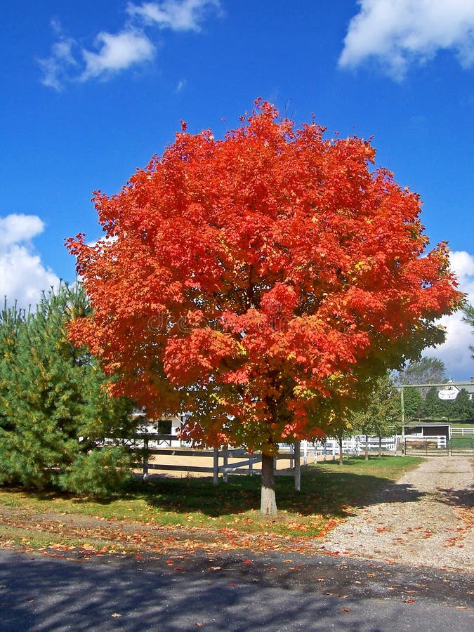 Fire Red Tree stock photo. Image of vibrant, fall, tree - 105994