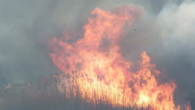 2,093 Fire Reed Stock Photos - Free & Royalty-Free Stock Photos from ...