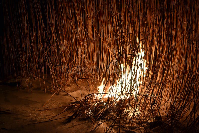 Fire among the reeds stock image. Image of yellow, reeds - 243926951