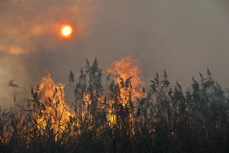 2,290 Fire Reed Stock Photos - Free & Royalty-Free Stock Photos from ...