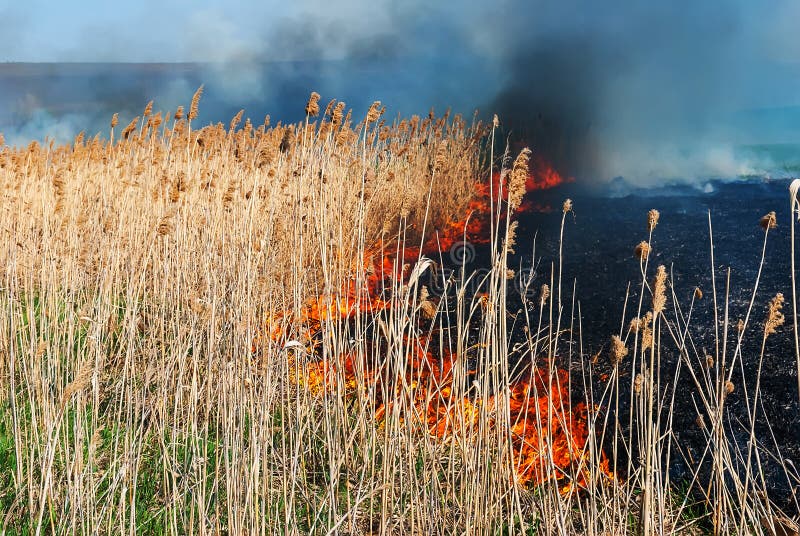 Fire reeds stock image. Image of burning, arson, nature - 30874689