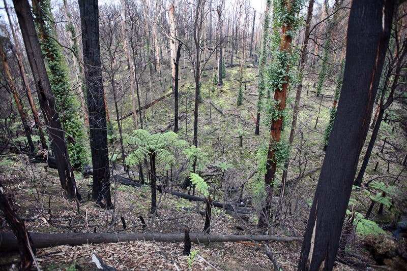 Fire Regeneration stock photo. Image of bushfire, tree - 13623612