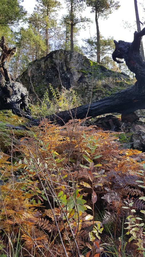 Regrowth after fire stock image. Image of ground, dead - 131445021