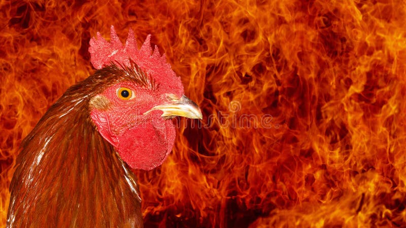 648 Fire Rooster Stock Photos - Free & Royalty-Free Stock Photos from ...