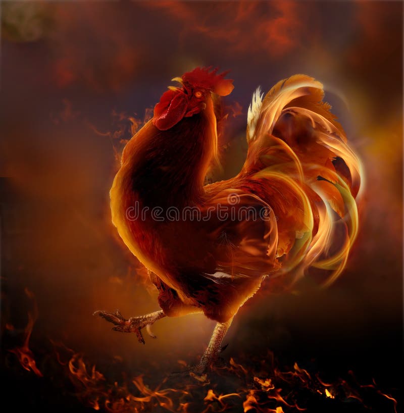 Fire Rooster.Symbol of New Year 2017 Stock Image - Image of colorful ...