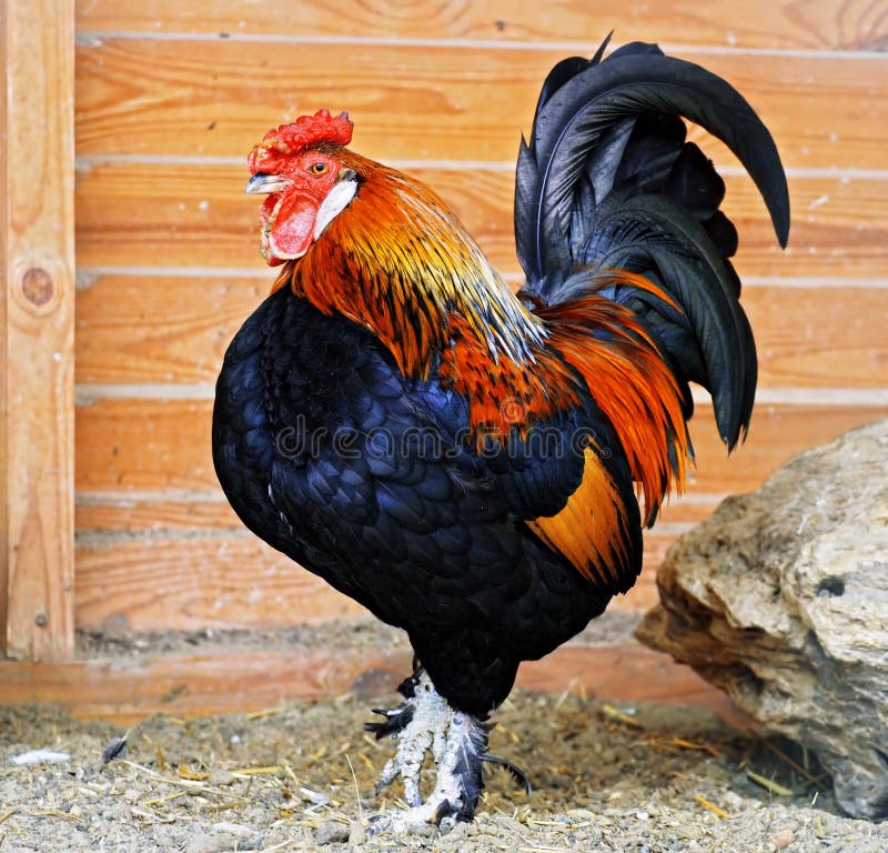 Fire Rooster Symbol of 2017 Year Close Up Stock Image - Image of ...