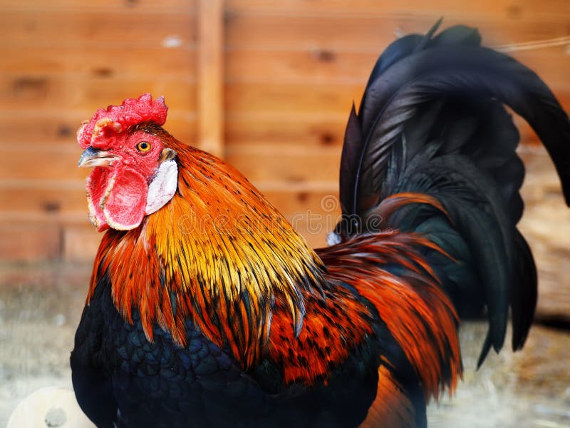 Fire Rooster Symbol Of 2017 Year Portrait Stock Image - Image of rural ... Fire Rooster Symbol Of 2017 Year Portrait Stock Image - Image of rural ...