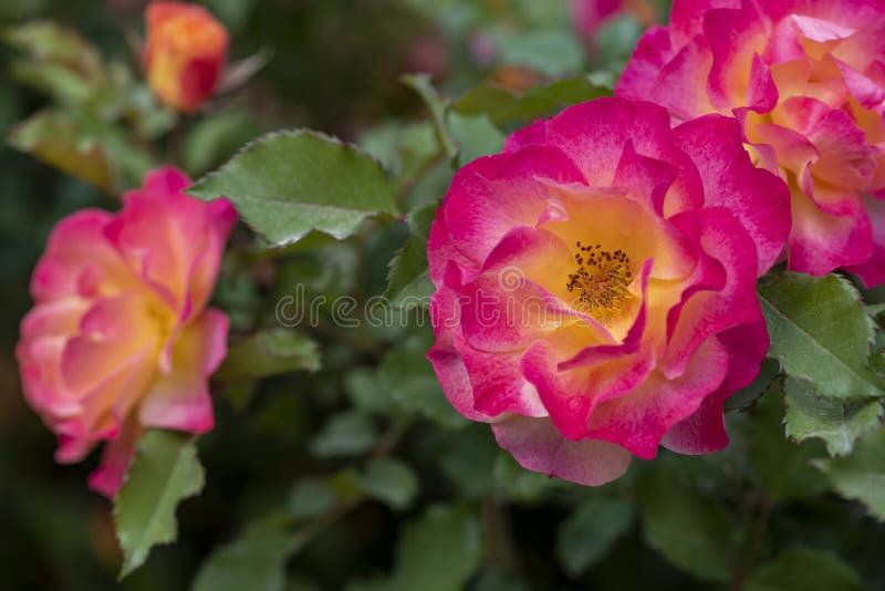 Fire Rose is Beautiful Beautiful Orange Rose. Macro Stock Image - Image ...