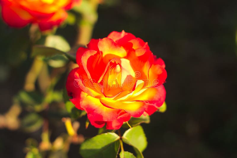 Fire and red rose stock photo. Image of beauty, engagement - 53156138