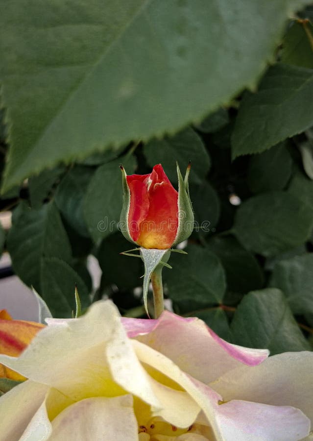 FIRE rose in Garden stock photo. Image of wildflower - 253435450