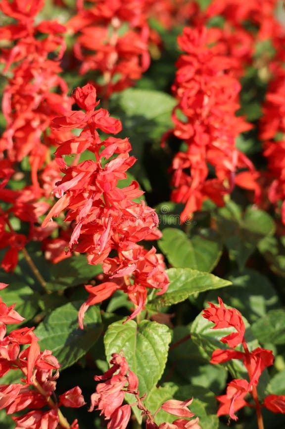 Fire sage stock image. Image of fiery, scarlet, plants - 288361013