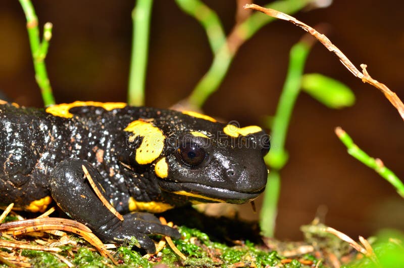 Fire Salamanda Stock Photos - Free & Royalty-Free Stock Photos from ...