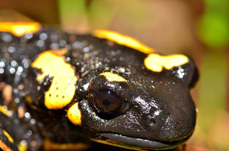 Fire salamanda large stock photo. Image of color, nature - 35526658