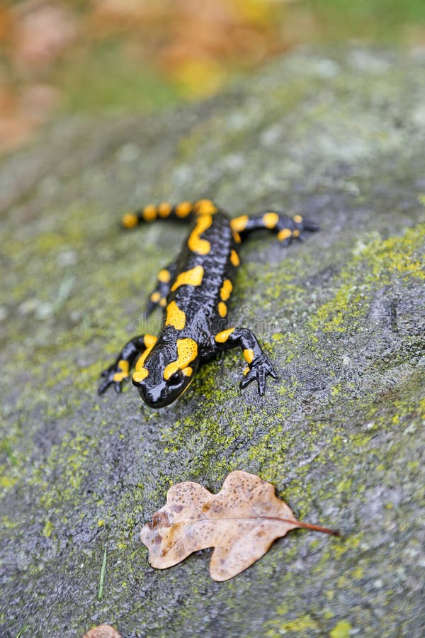 Fire Salamander stock photo. Image of salamandra, people - 22649926