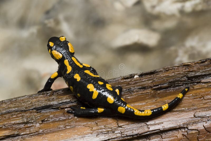 Fire salamander stock image. Image of environment, color - 6731439
