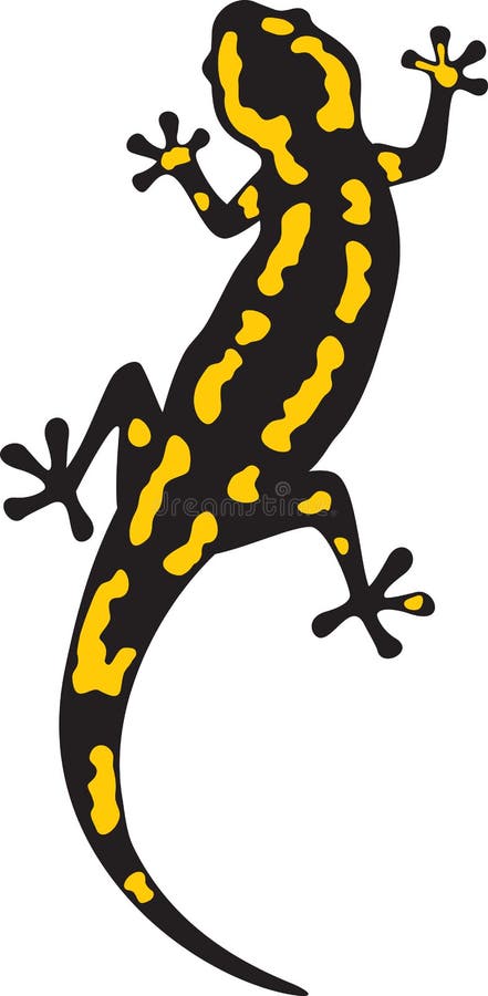 Fire Salamander Animal Color Vector Stock Vector - Illustration of ...