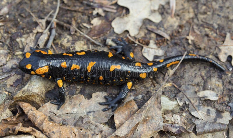Fire Salamander on the Ground in Forest Stock Image - Image of natural ...