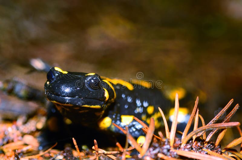 Fire salamanda large stock photo. Image of color, nature - 35526658